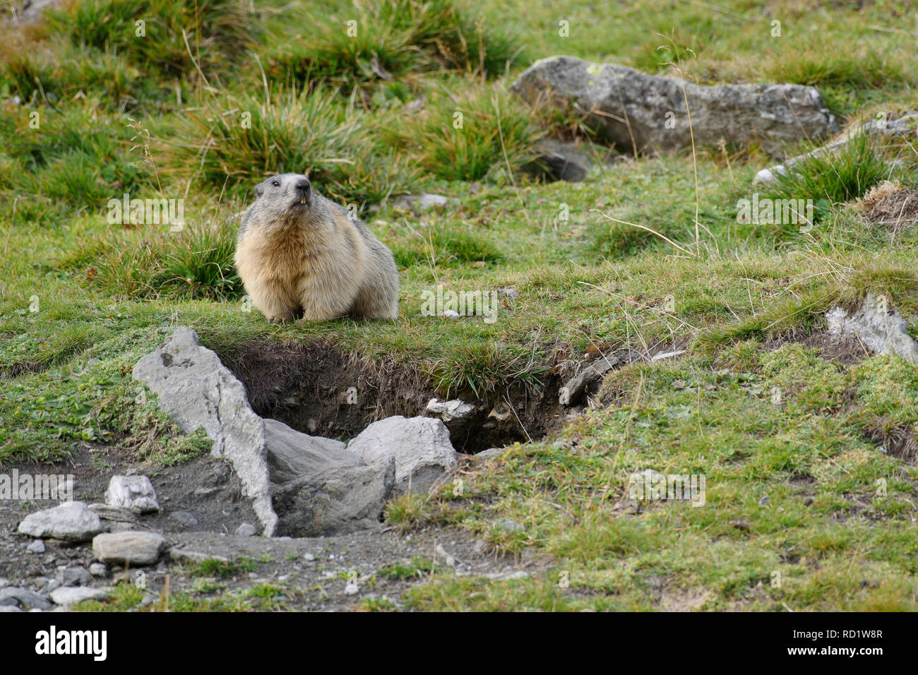 Marmot comes from his hole and looks cautiously Stock Photo - Alamy