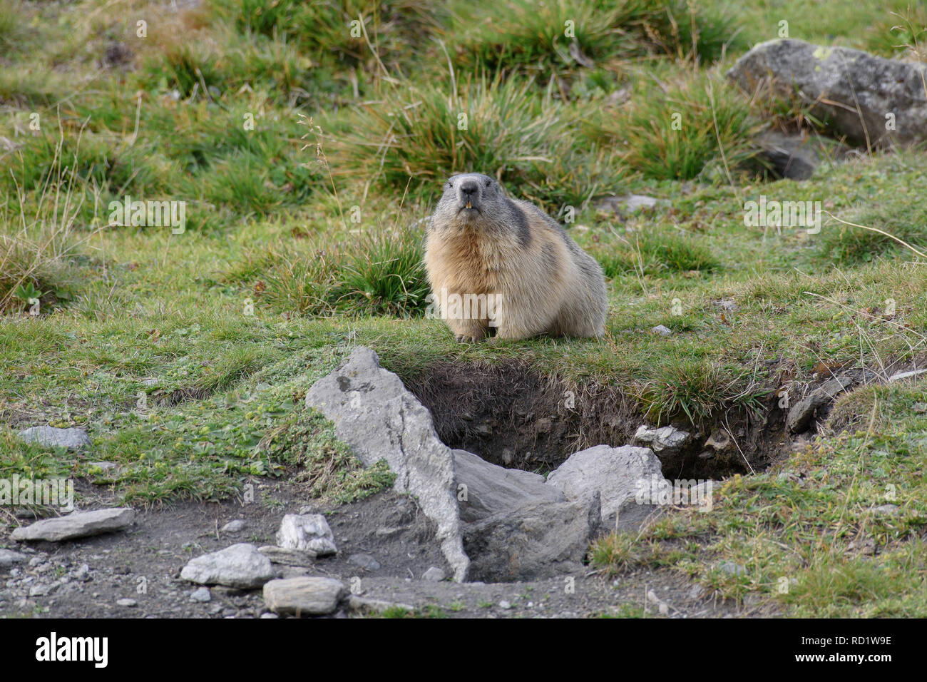 Marmot comes from his hole and looks cautiously Stock Photo - Alamy
