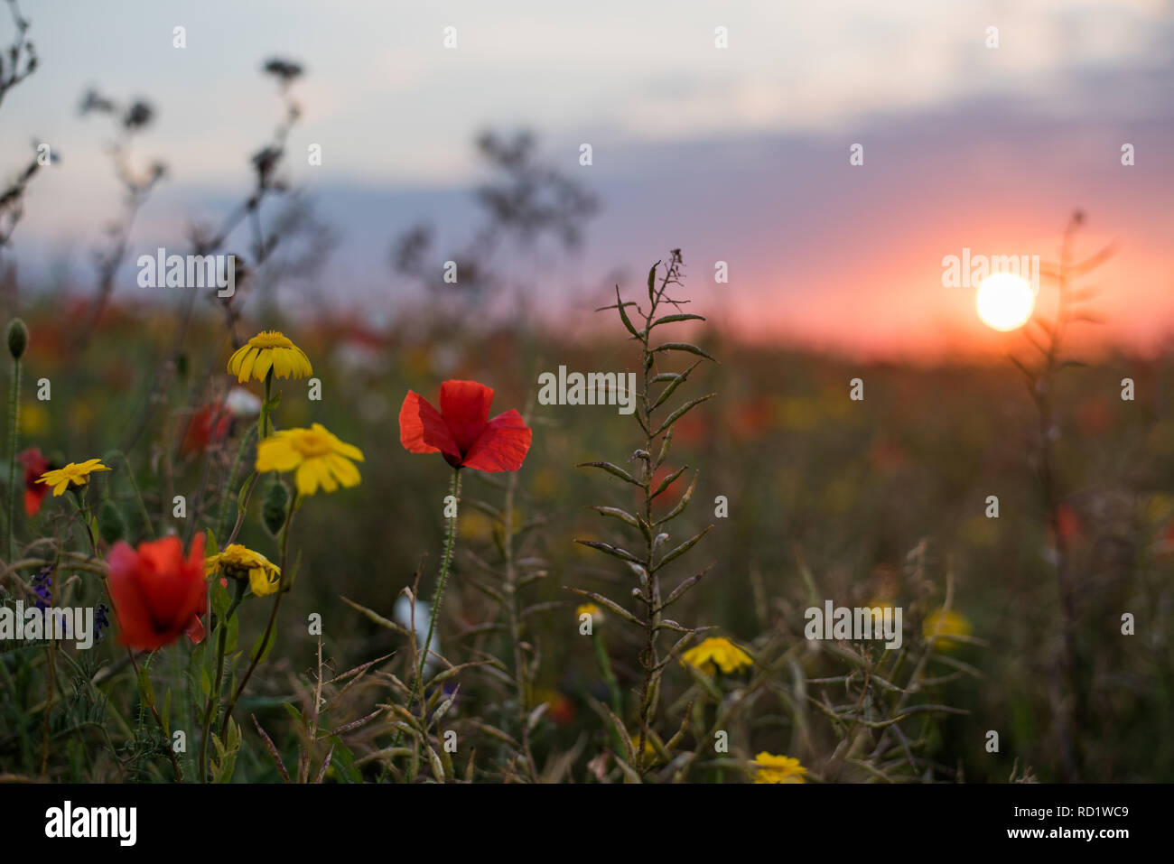 Wildflowers field sunset Stock Photo - Alamy