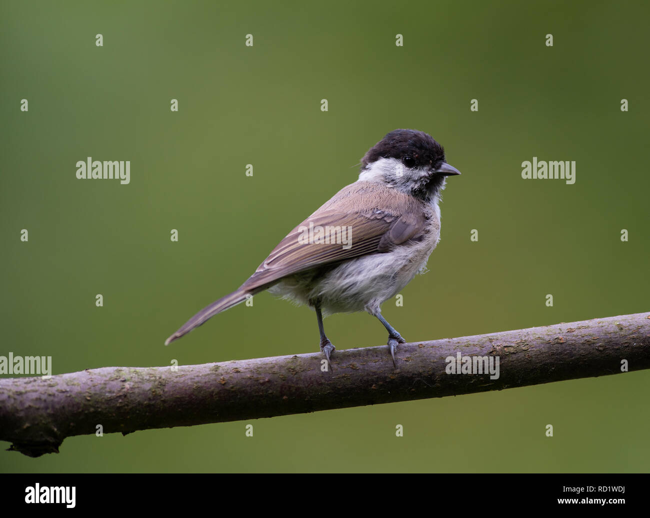Black cap titmouse hi-res stock photography and images - Alamy