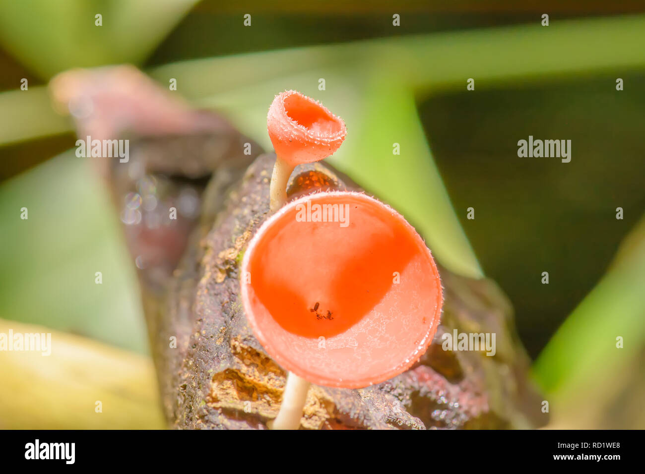 Family sarcoscyphaceae hi-res stock photography and images - Alamy