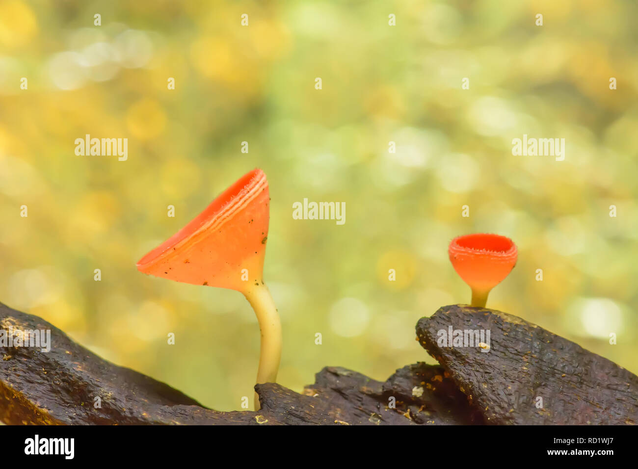 Cookeina is a genus of cup fungi in the family Sarcoscyphaceae, members ...