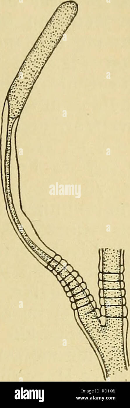 Hydroider hi-res stock photography and images - Alamy