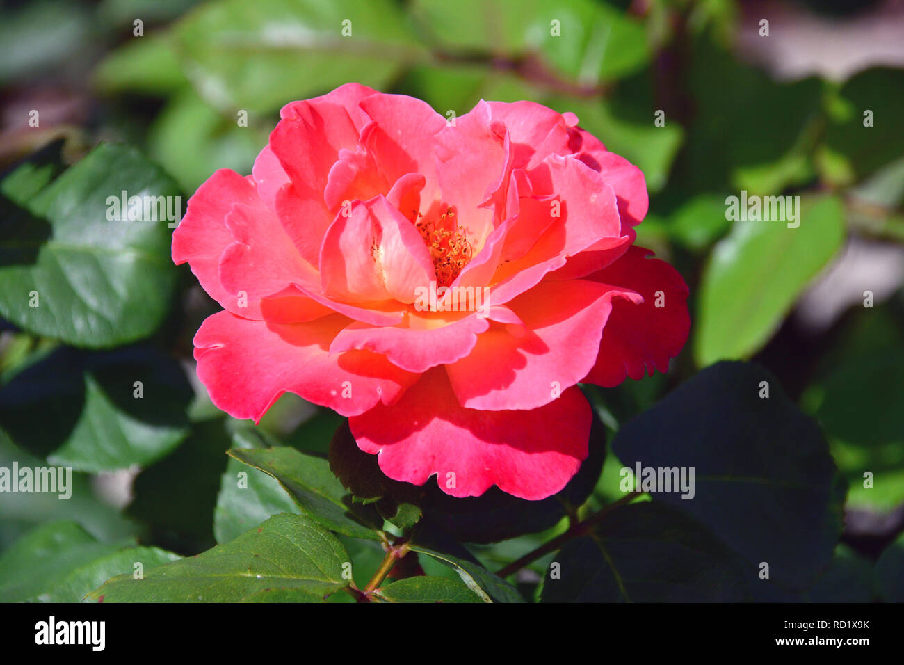 Rose, Rosen, rózsa, Rosa sp. Christoph Columbus Stock Photo - Alamy