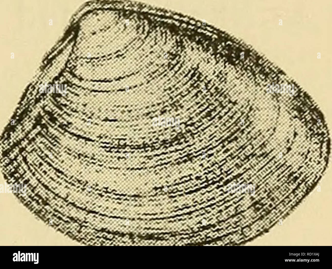 . Danmarks fauna; illustrerede haandbøger over den danske dyreverden ...