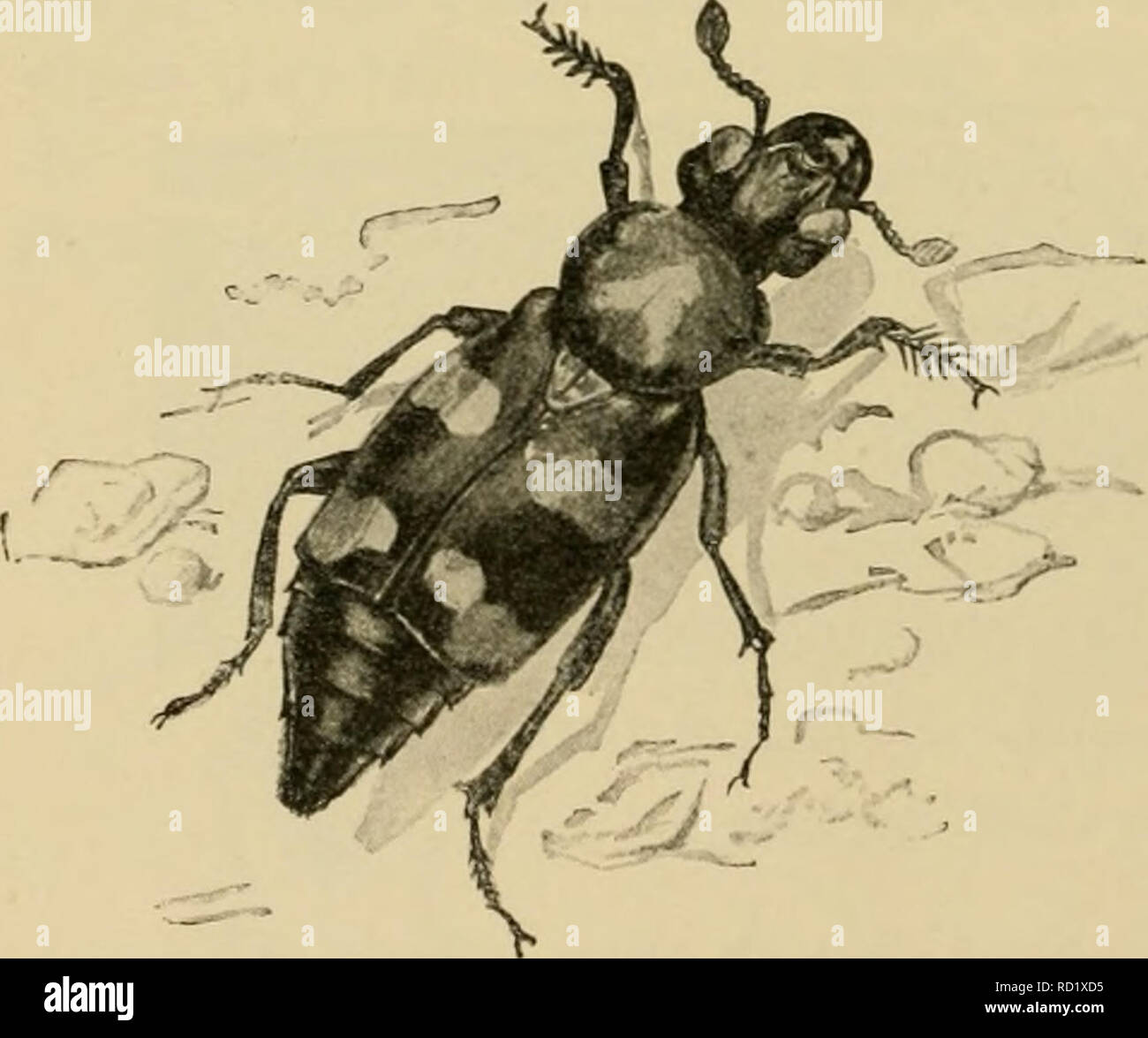 . Elementary entomology. Entomology. Fig. 199. Water-scavenger beetles ...