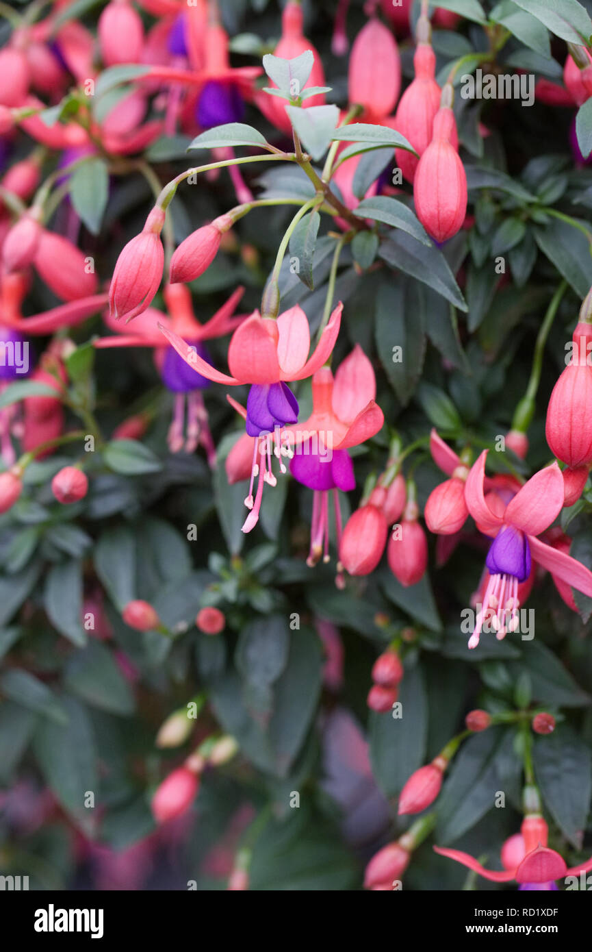 Fuchsia hi-res stock photography and images - Alamy