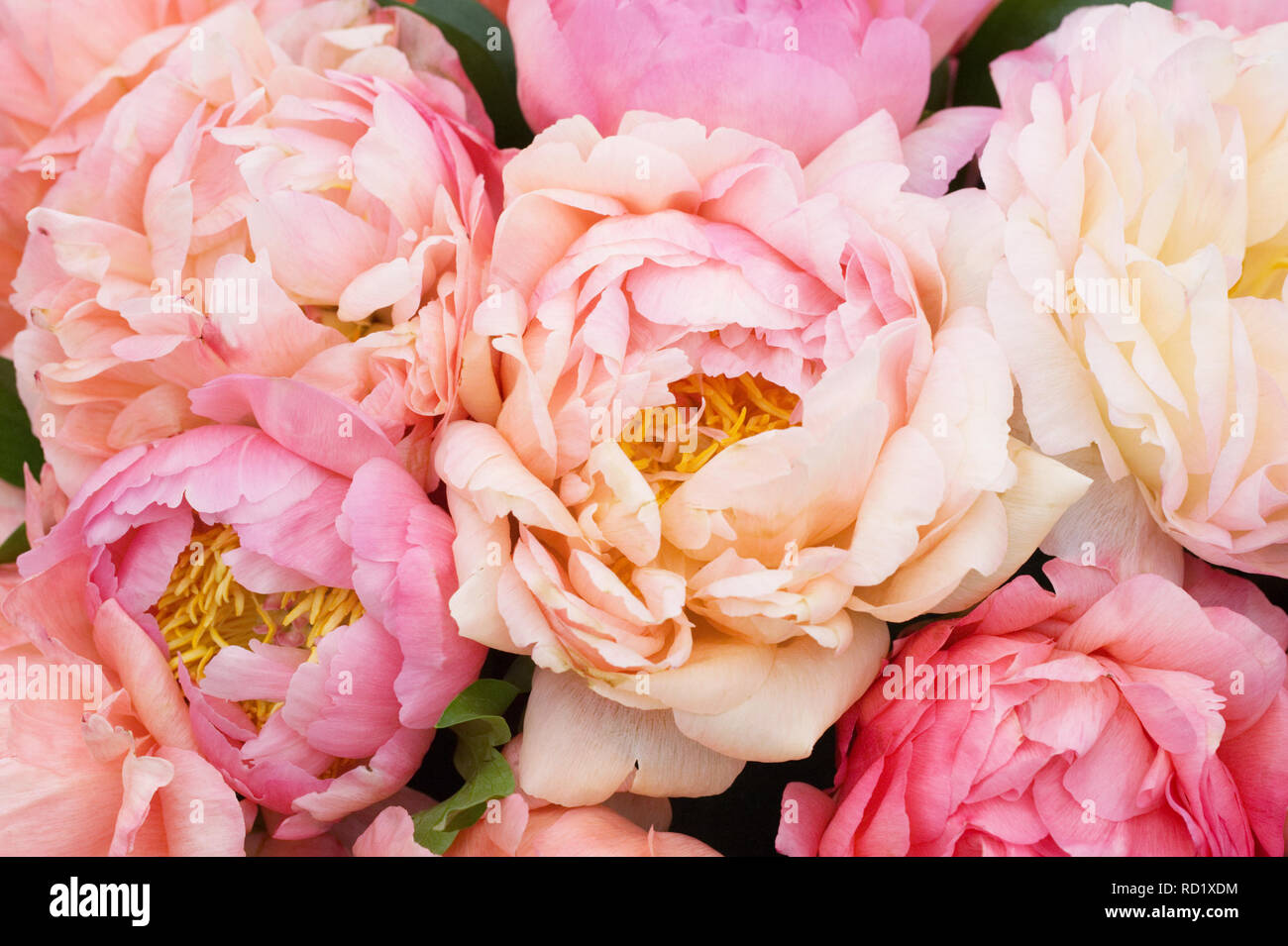 Coral flowers hi-res stock photography and images - Alamy