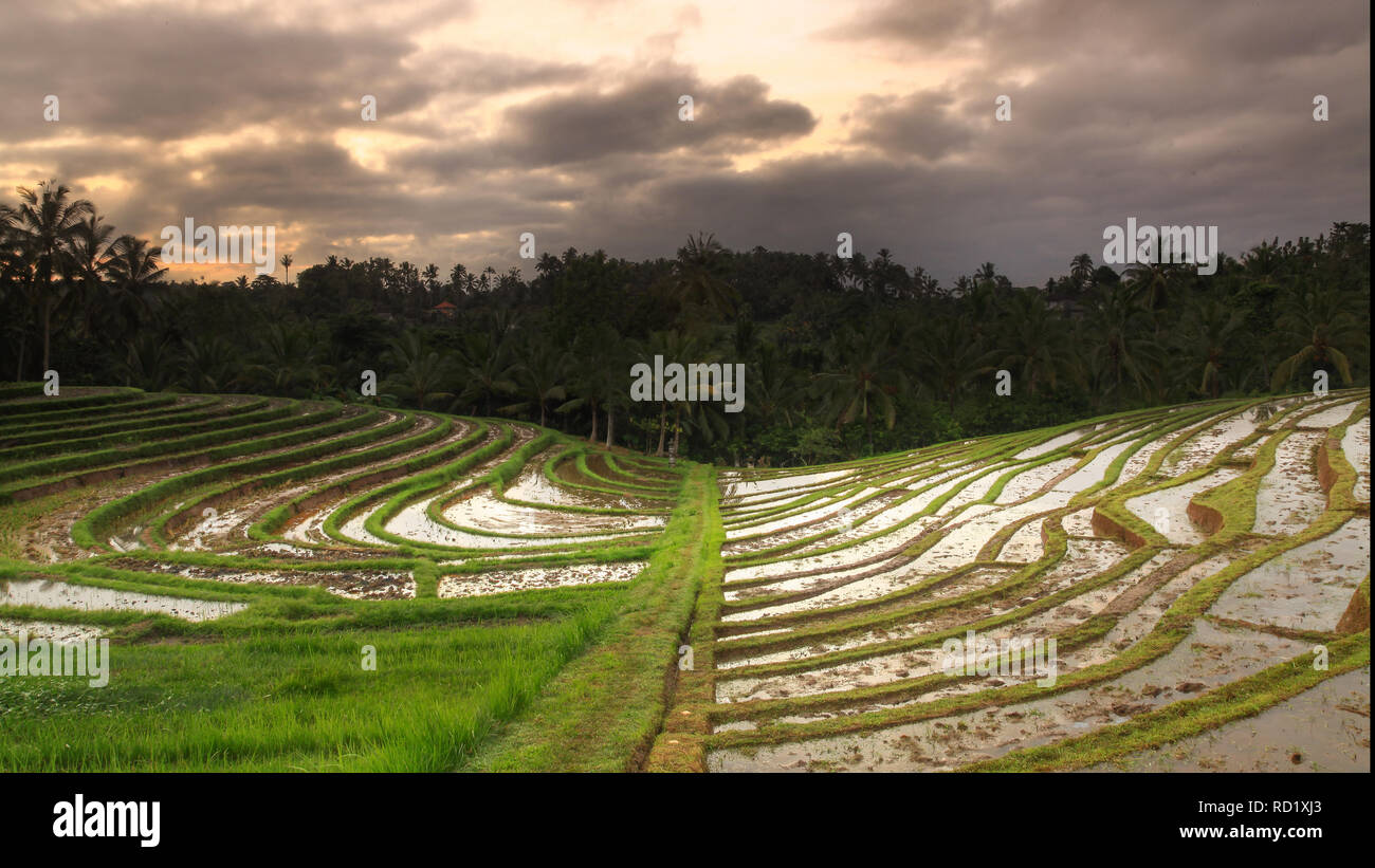 Paddy rice field of tabanan hi-res stock photography and images - Alamy