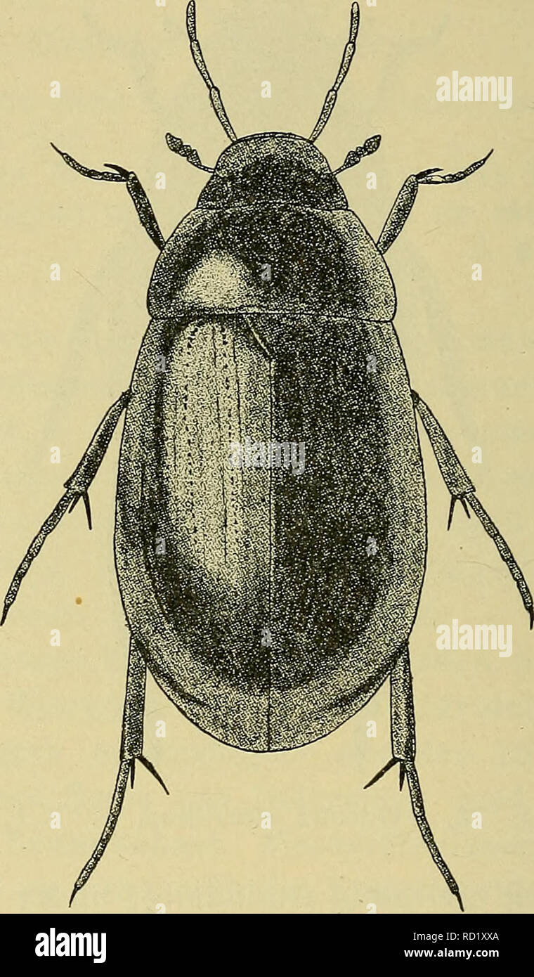 L caraboides hi-res stock photography and images - Alamy