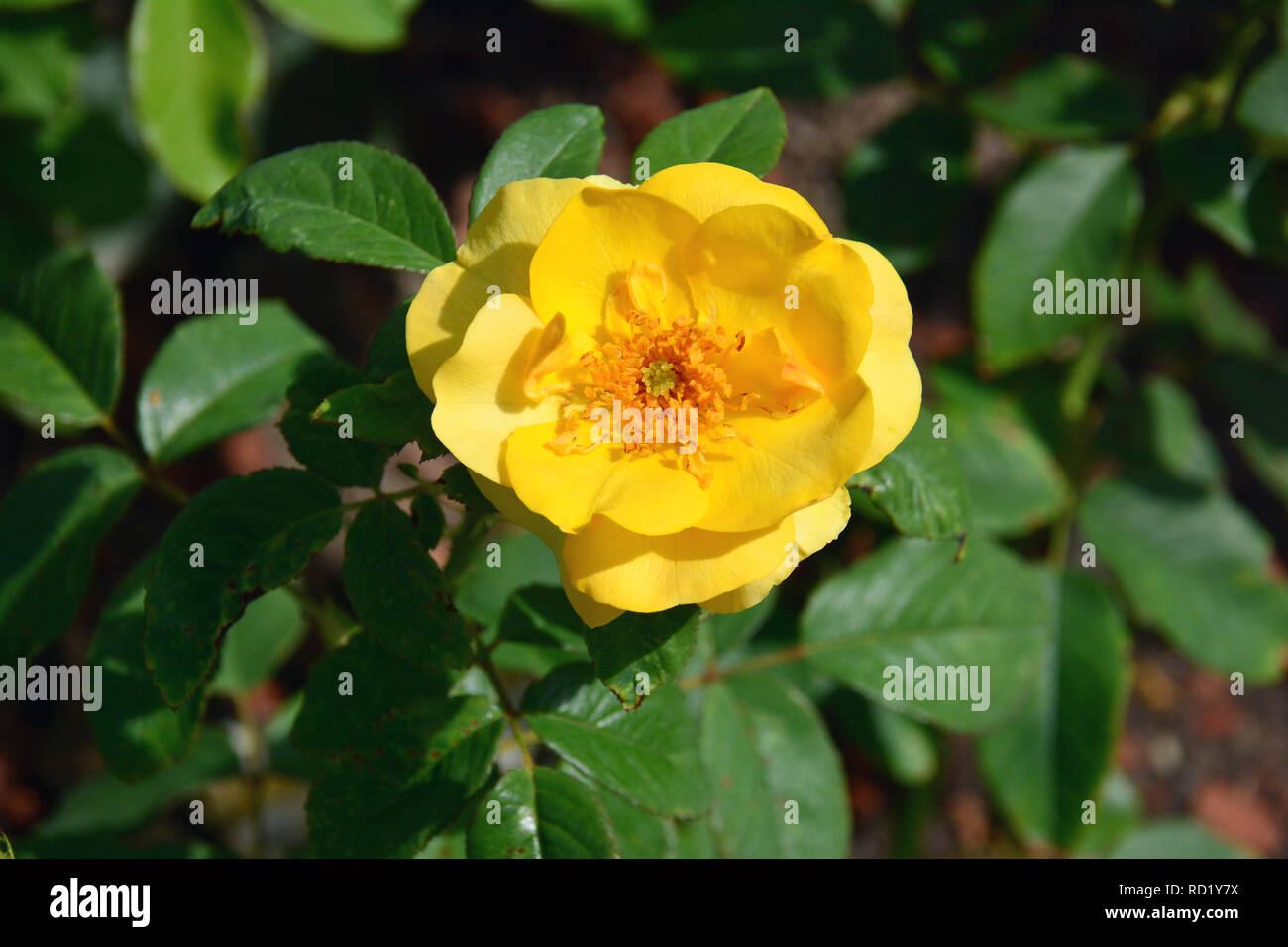 Christopher Rose High Resolution Stock Photography and Images - Alamy