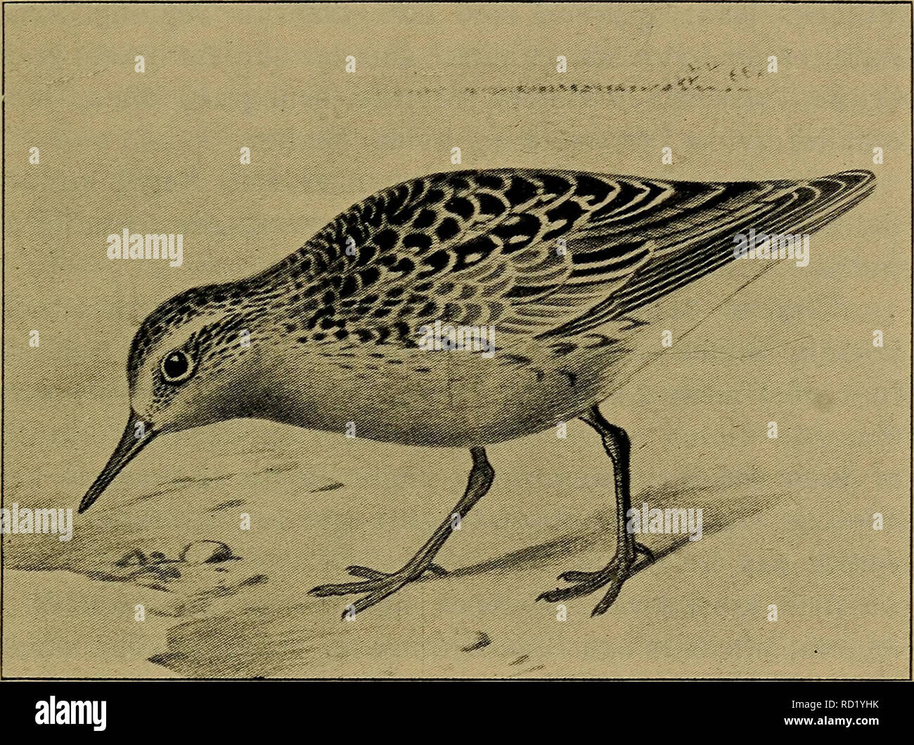 . Danmarks fauna; illustrerede haandbøger over den danske dyreverden ...