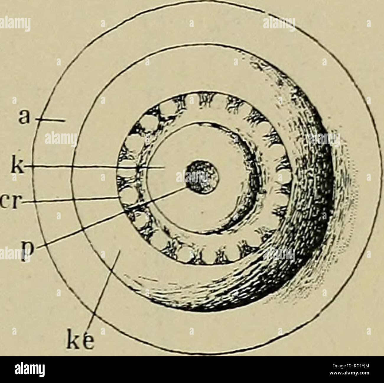 Piggens hi-res stock photography and images - Alamy