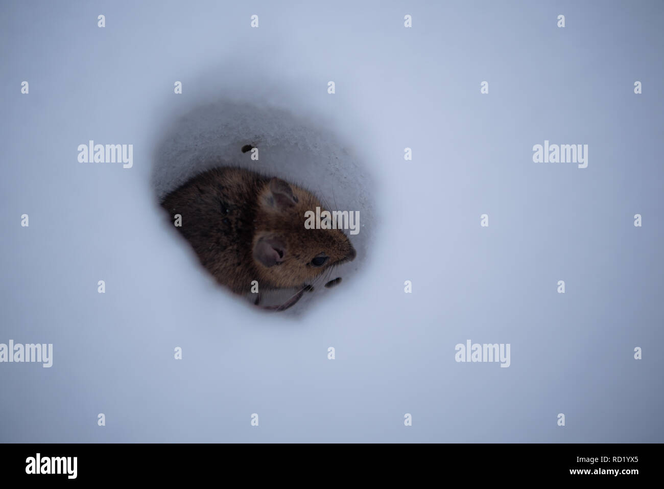 Mouse in snow hi-res stock photography and images - Alamy