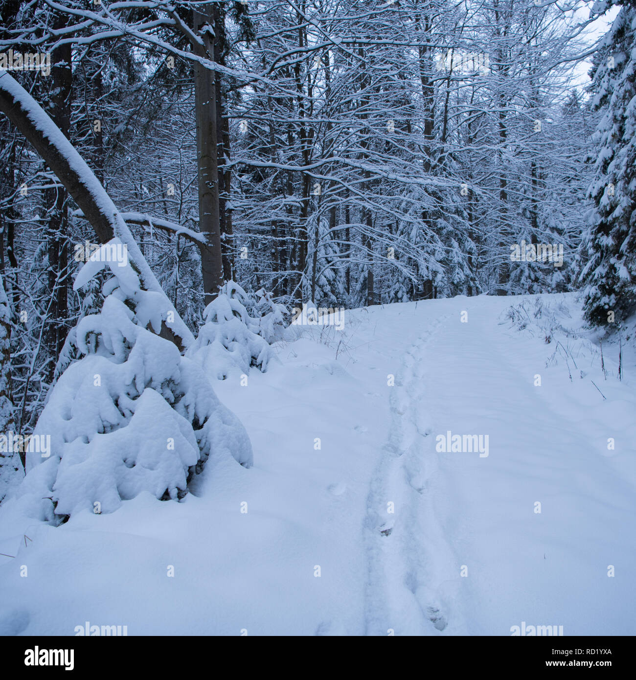 snow covered trees in winter Stock Photo - Alamy