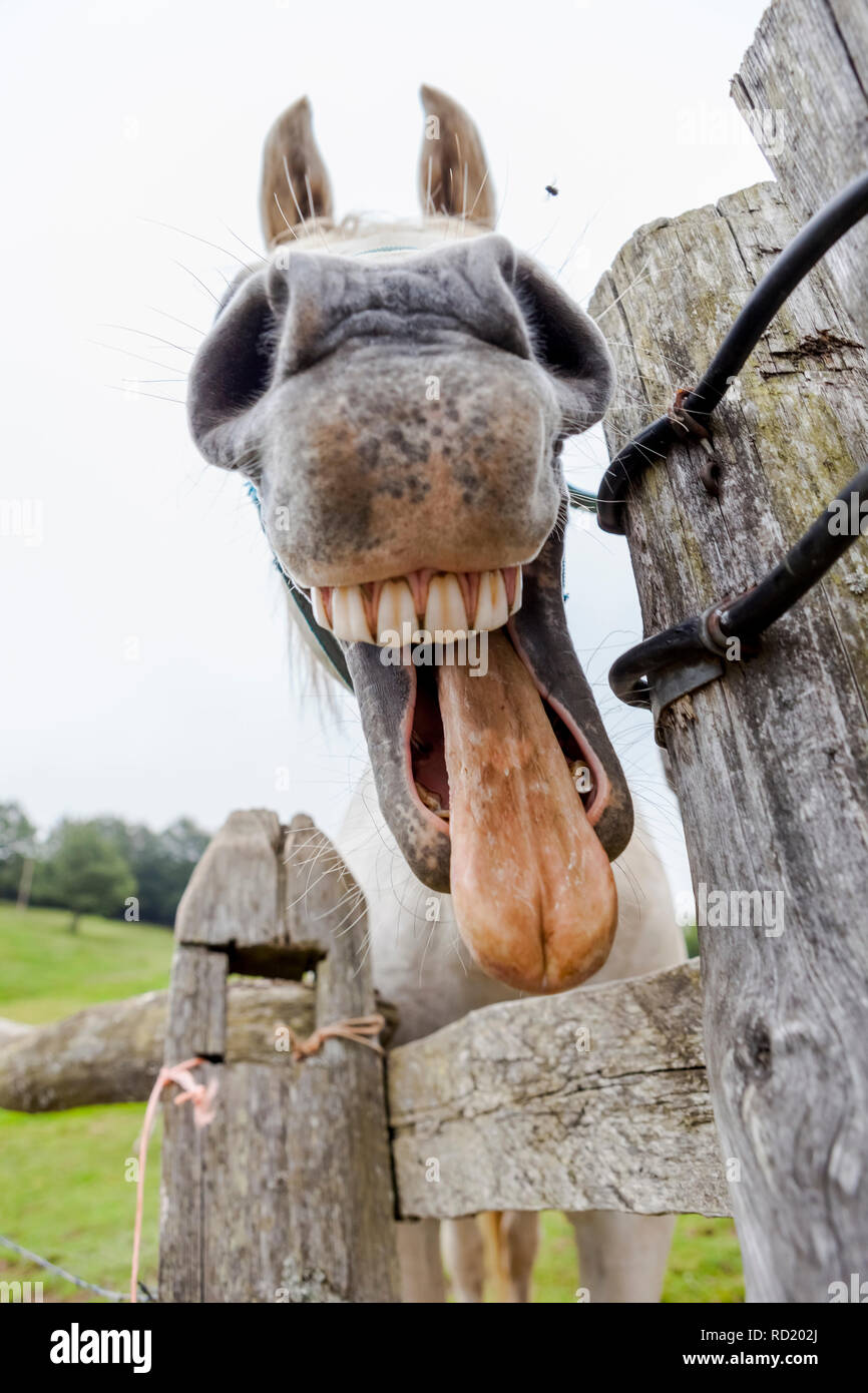 Whinnying High Resolution Stock Photography and Images - Alamy