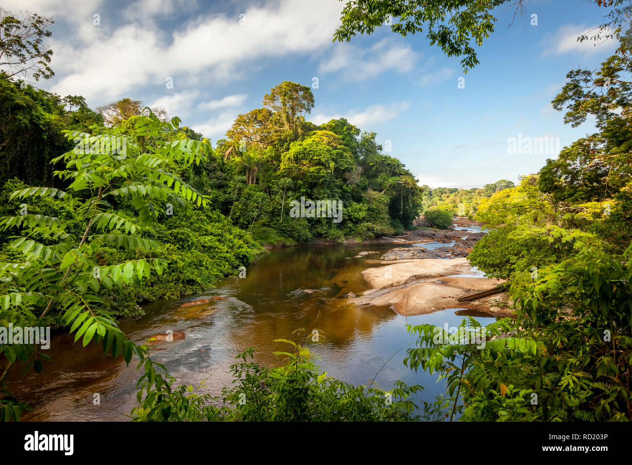 Suriname jungle river hi-res stock photography and images - Alamy