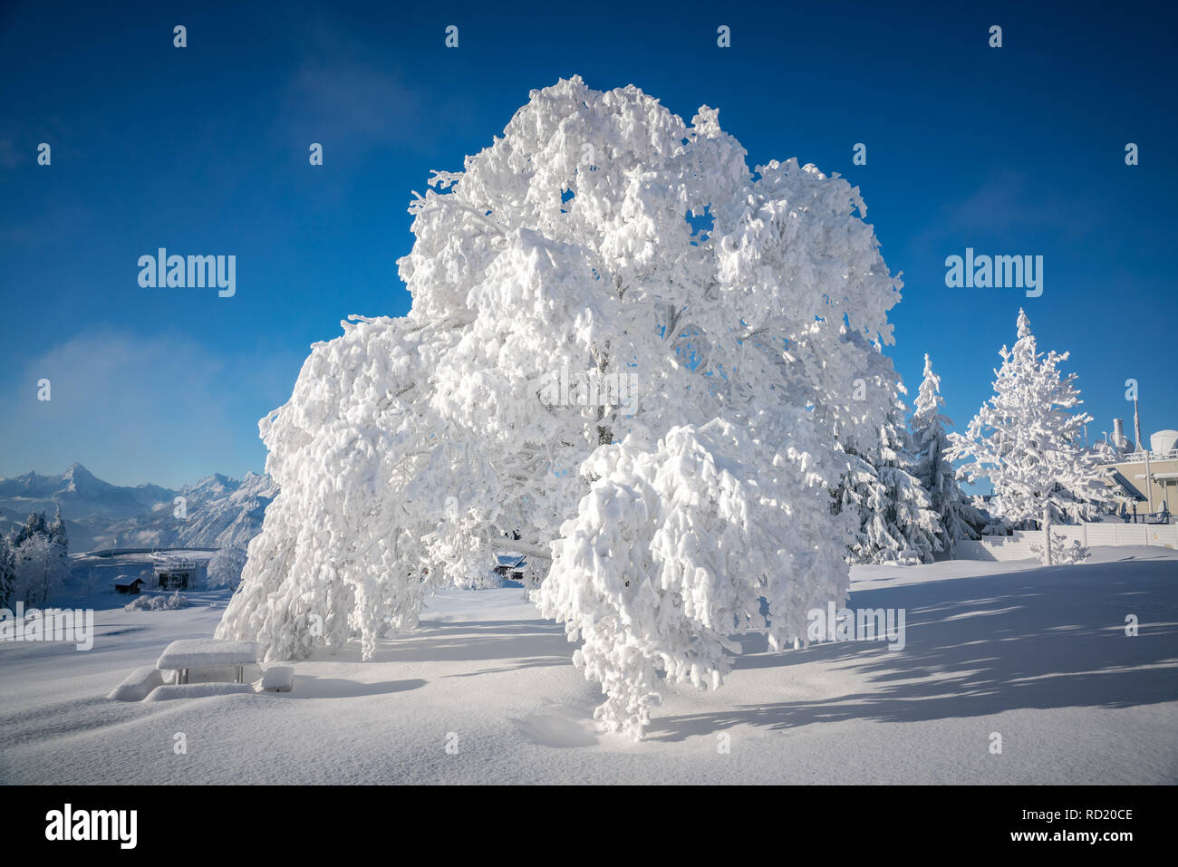 Snow covered tree, Gaisberg, Salzburg, Austria Stock Photo - Alamy