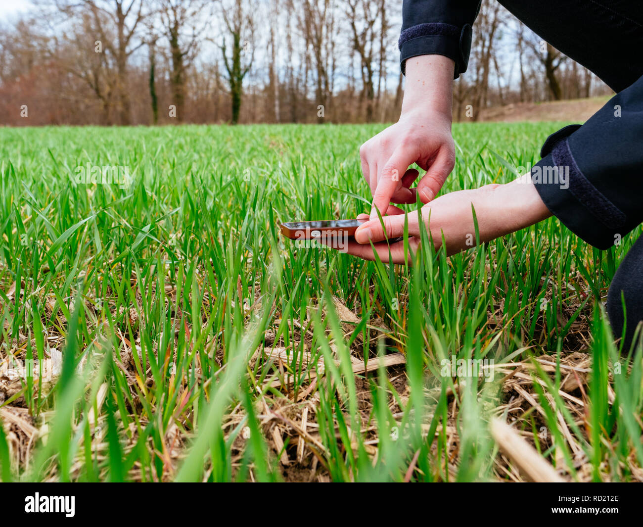Scientist inspecting wheat hi-res stock photography and images - Alamy