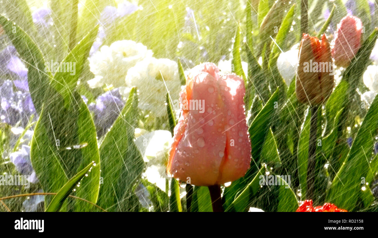 Spring park scene with rain over beautiful tulips in luxury garden ...