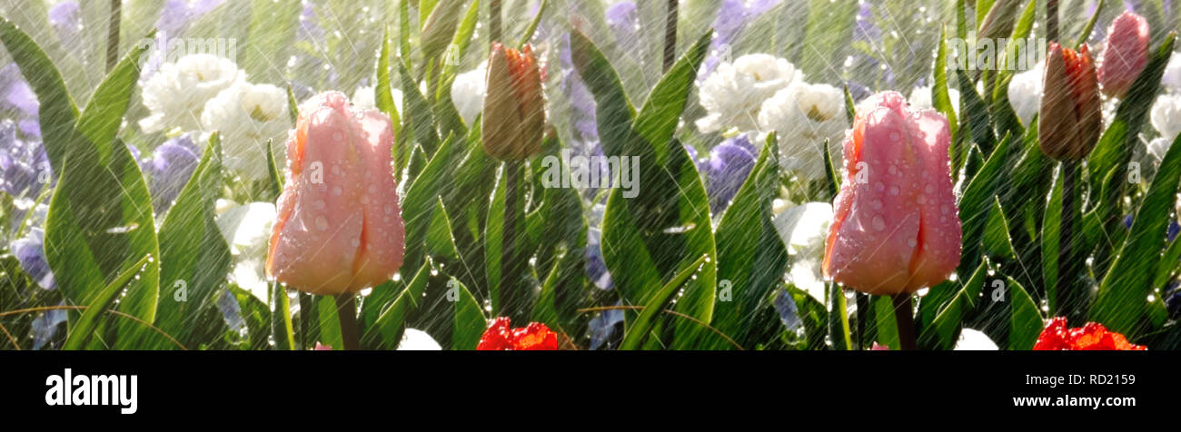 Wide image of modern spring park scene with rain over beautiful tulips ...