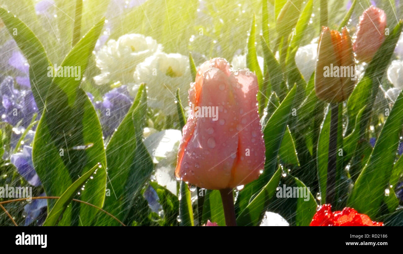 Park scene with rain over beautiful tulips in luxury garden - watering ...