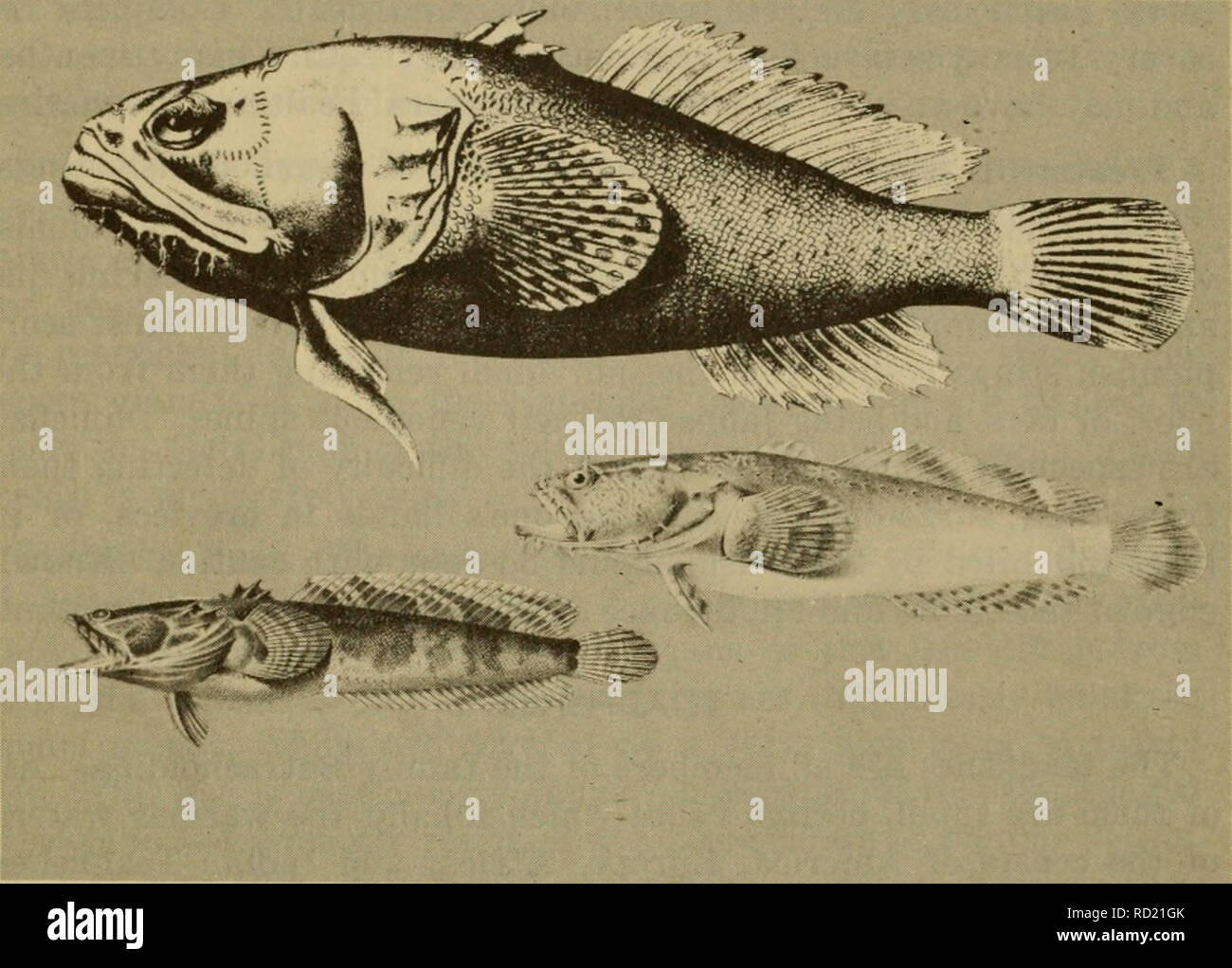 Marine lifeforms hi-res stock photography and images - Alamy