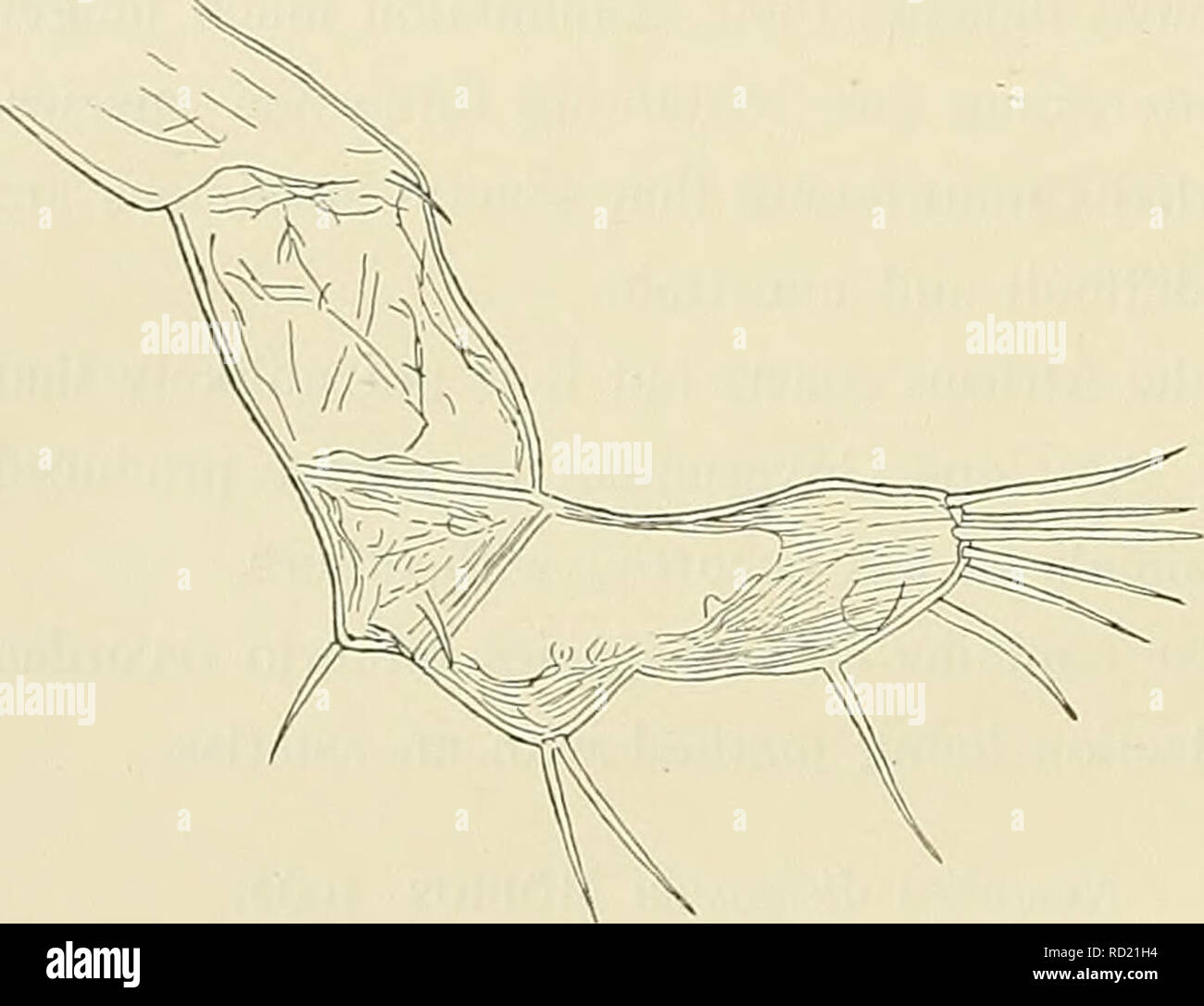 . Denkschriften der Medicinisch-Naturwissenschaftlichen Gesellschaft zu ...
