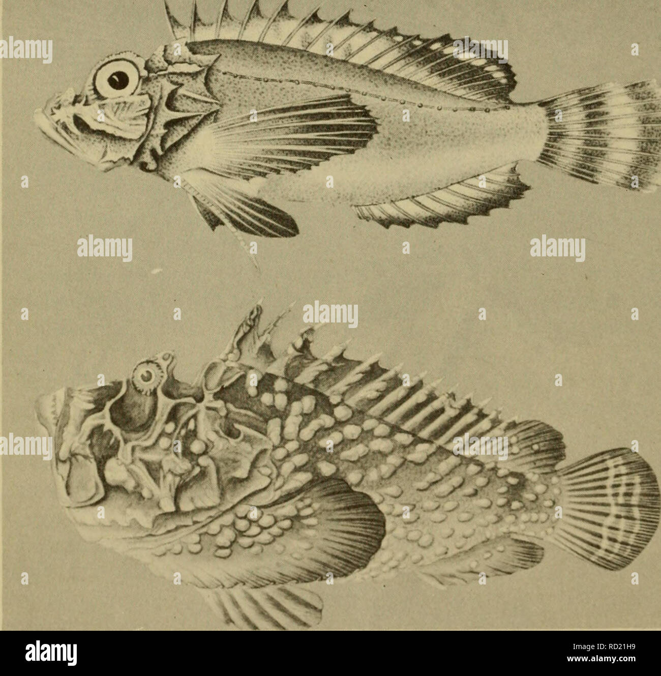 Lupo india hi-res stock photography and images - Alamy