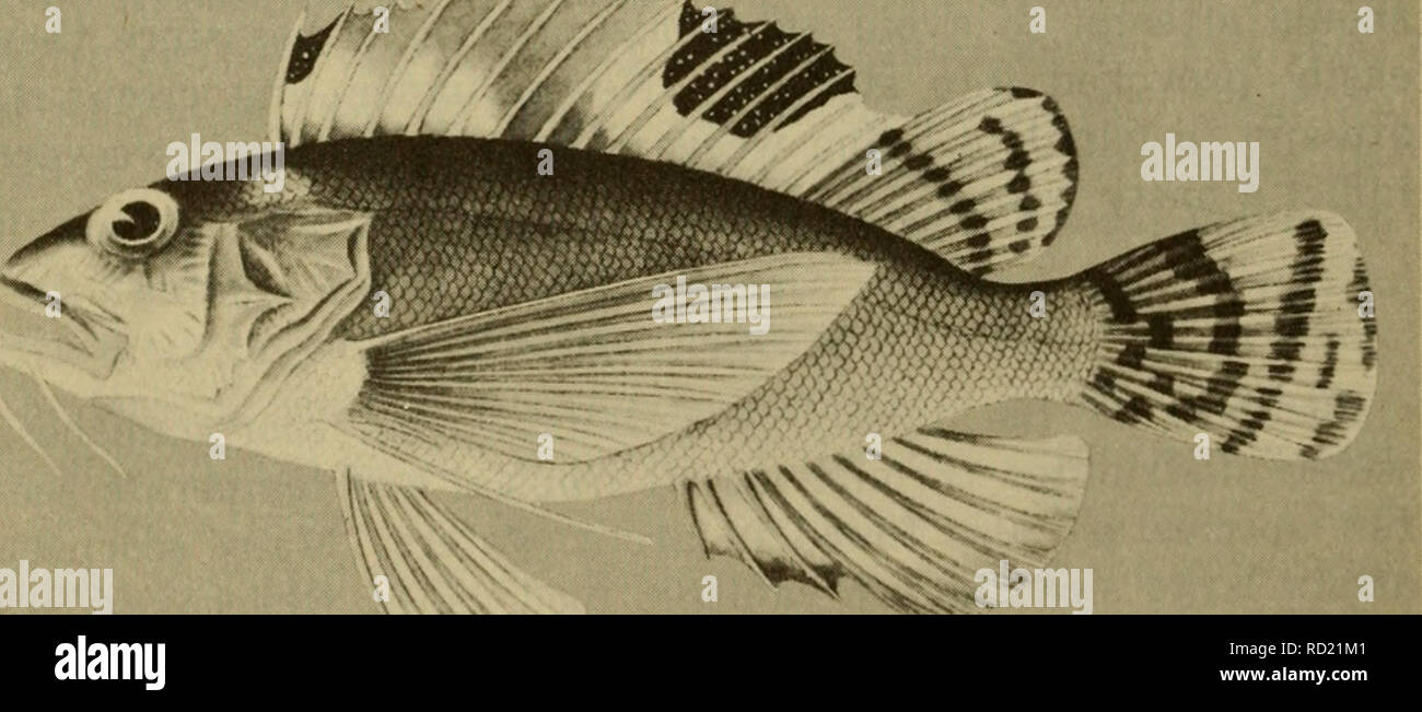 . Dangerous marine animals. Marine animals. Fig. 43. Top: Zebrafish ...