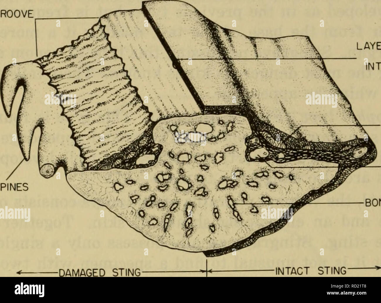 Stingray External Anatomy Ventral