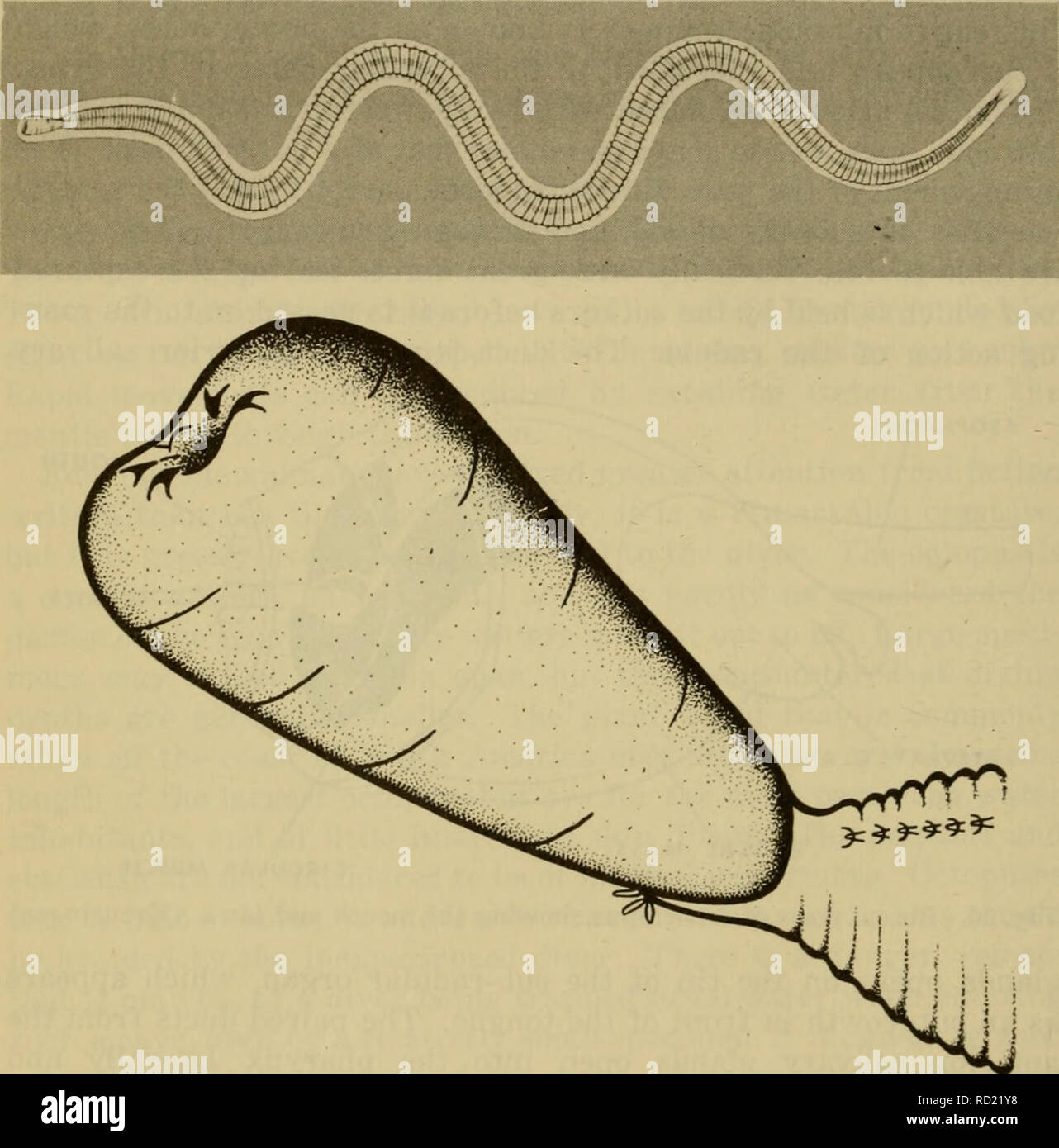 Glycera hi-res stock photography and images - Alamy