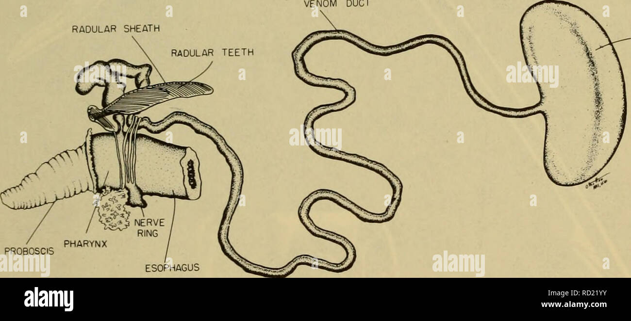 . Dangerous marine animals. Marine animals. PROBOSCIS TENTACLES FO ...