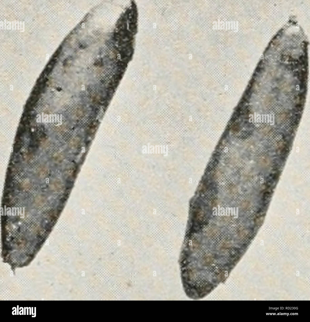 Grasshopper egg pod hi-res stock photography and images - Alamy