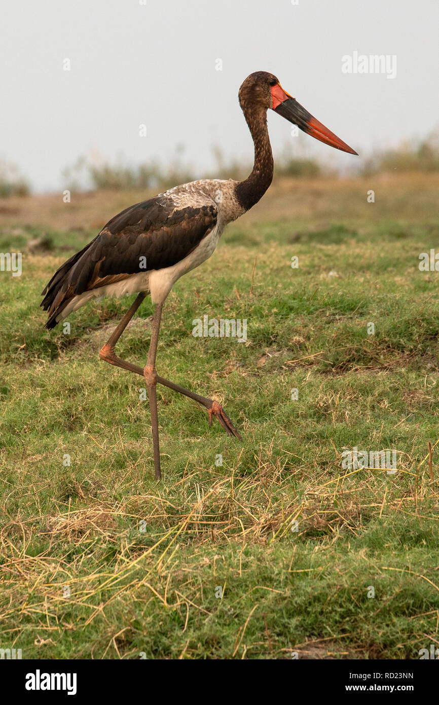 Largest stork hi-res stock photography and images - Alamy
