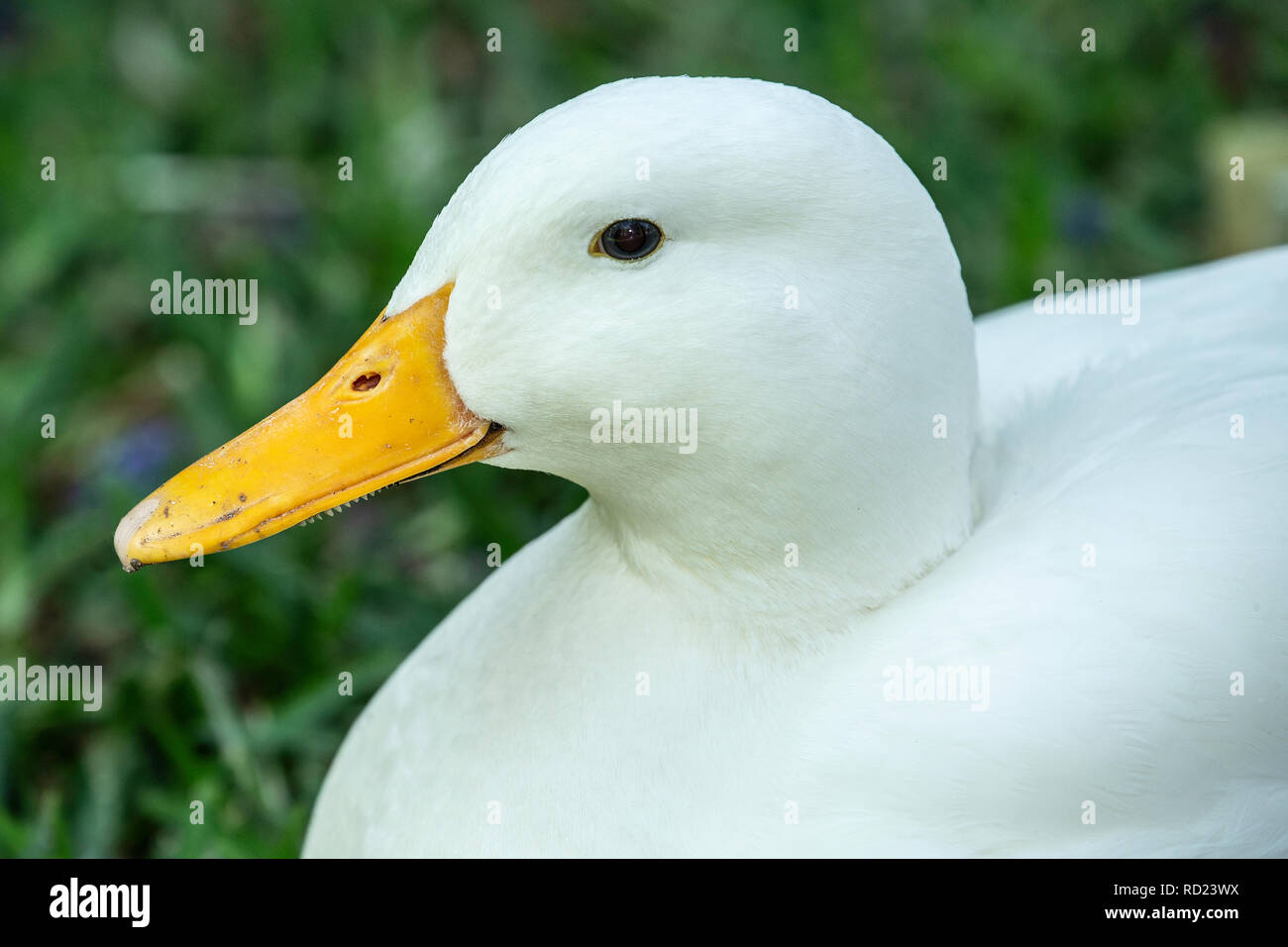 Long island duck hi-res stock photography and images - Alamy