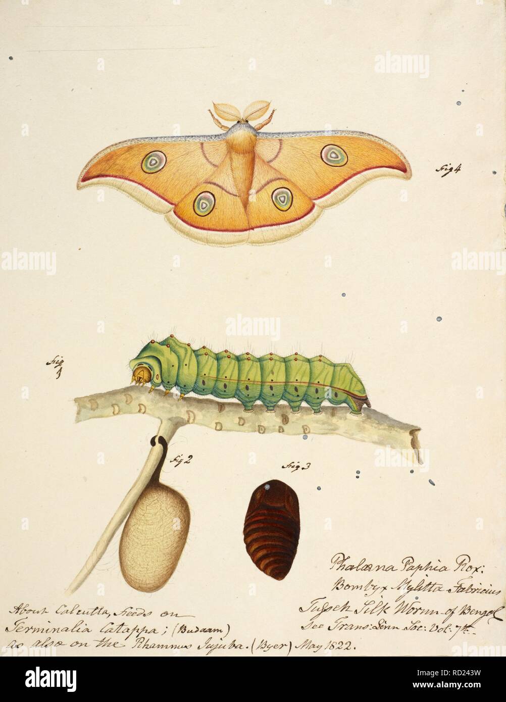 Watercolor worm hi-res stock photography and images - Alamy