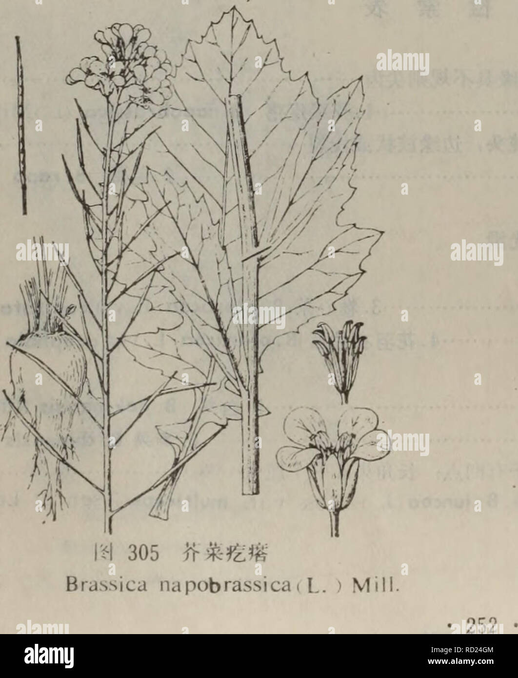 Brassica napobrassica hi-res stock photography and images - Alamy