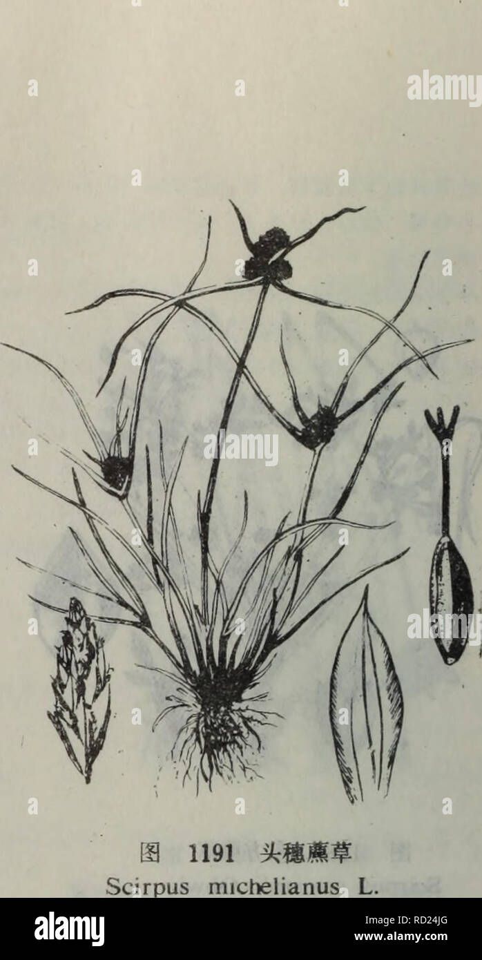 1193 cc hi-res stock photography and images - Alamy