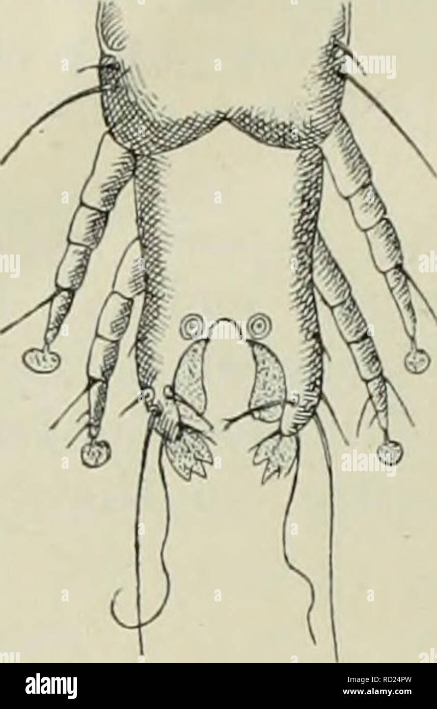 Sarcoptidae hi-res stock photography and images - Alamy