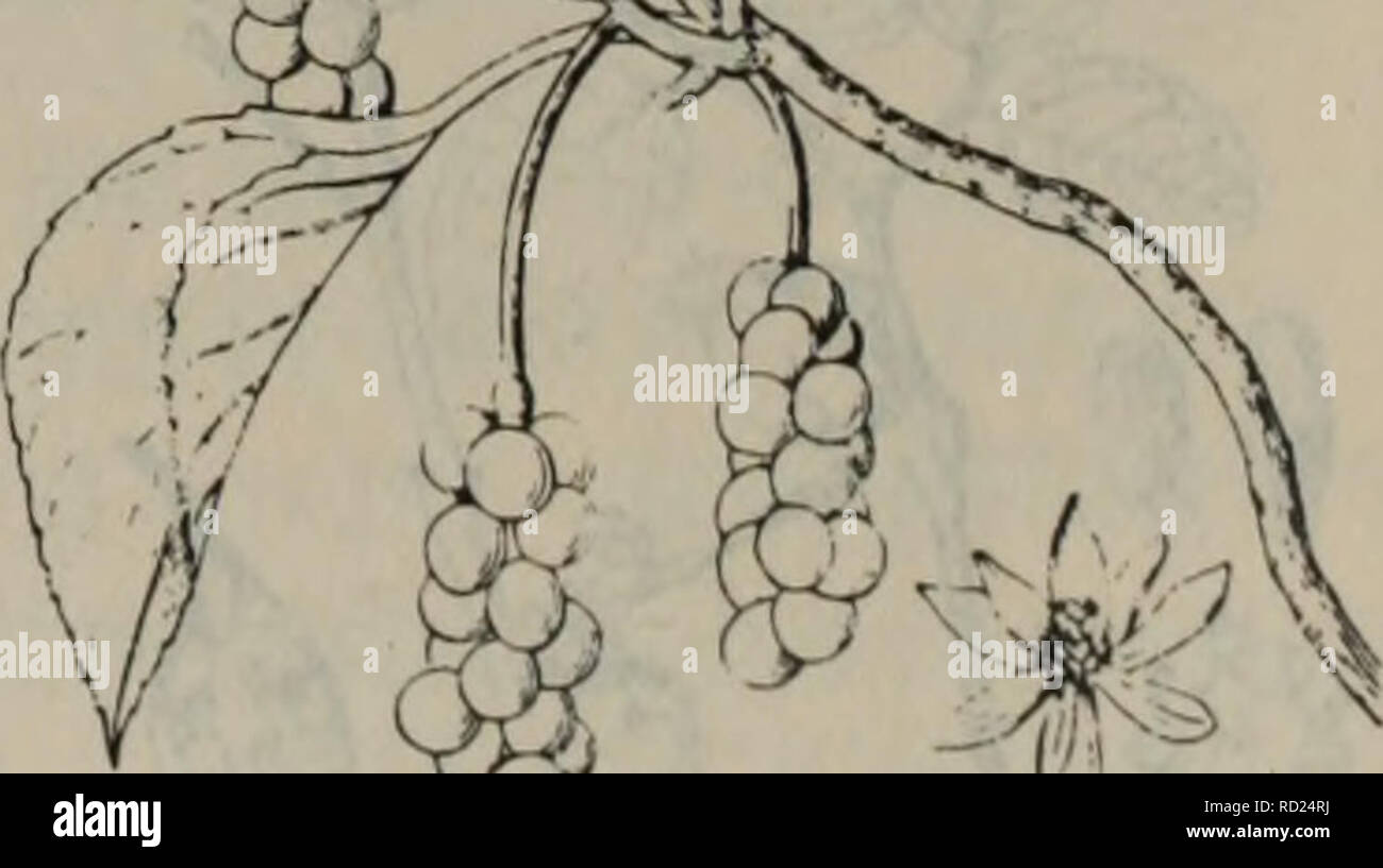 Isandra hi-res stock photography and images - Alamy