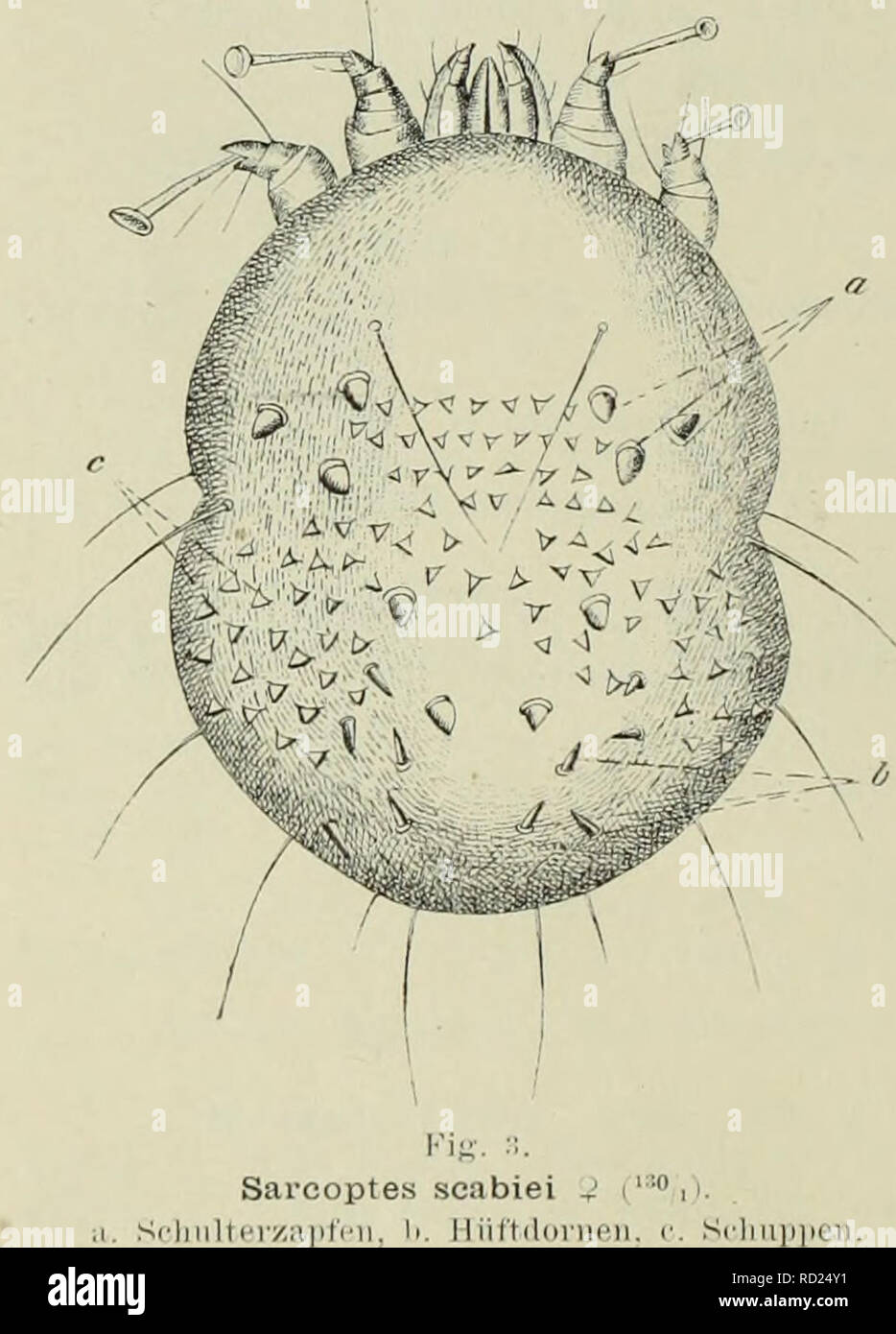 Sarcoptidae hi-res stock photography and images - Alamy