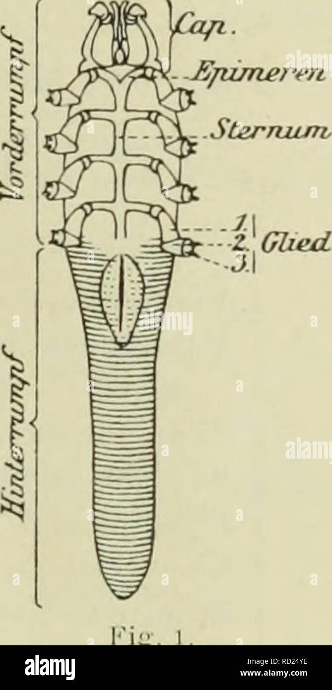 Sarcoptidae hi-res stock photography and images - Alamy