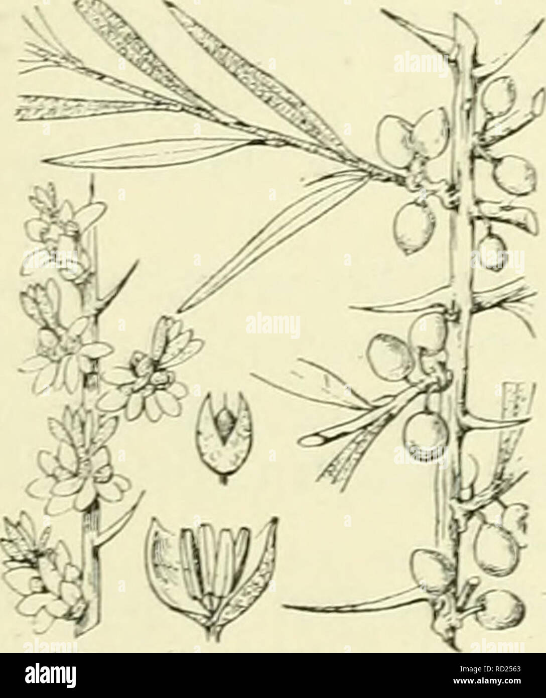 . De flora van Nederland. Plants. 514 — ELAEAGNACEAE. i-AMILlE 76 ...