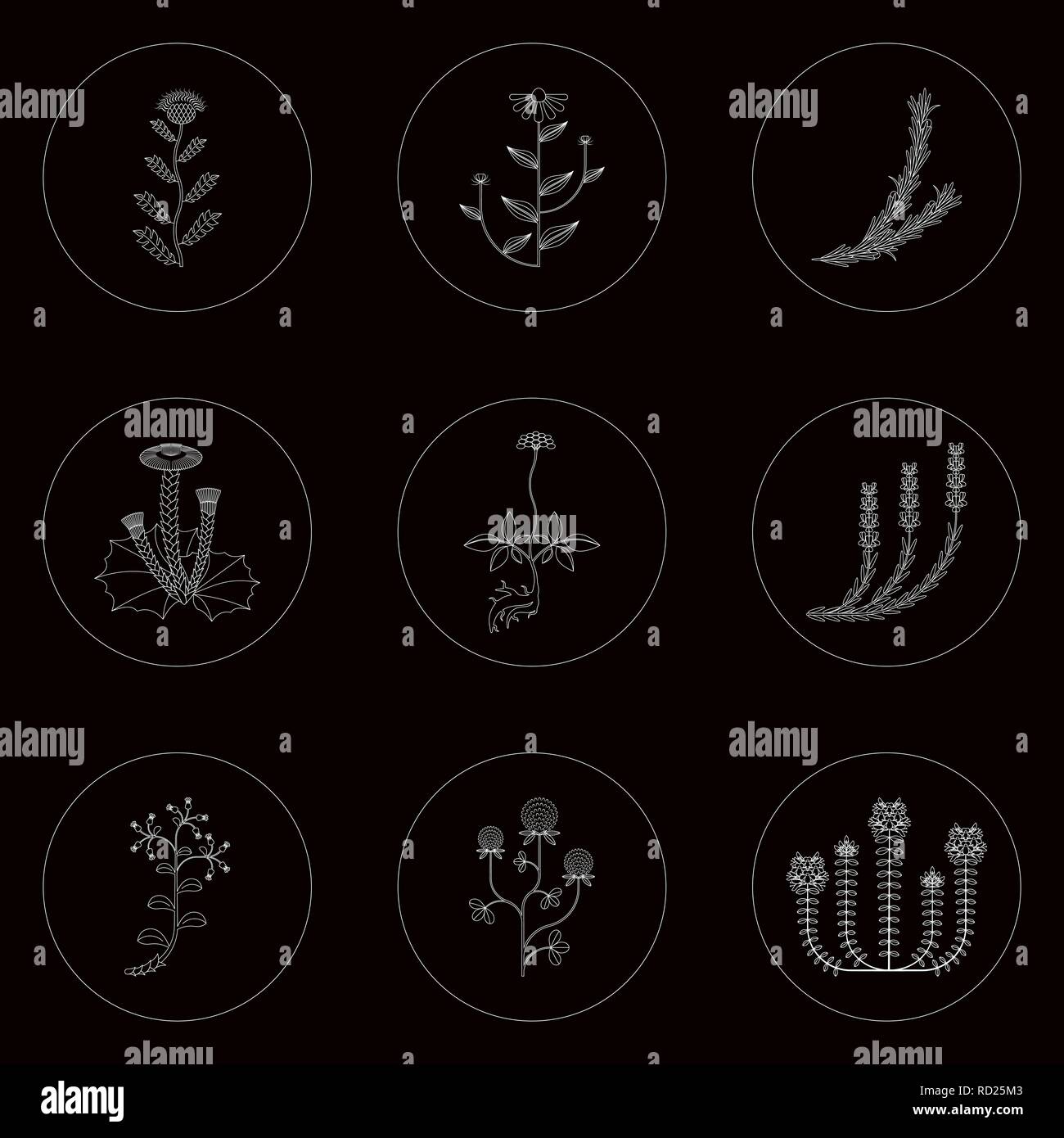 Curative herbs Stock Vector Images - Alamy