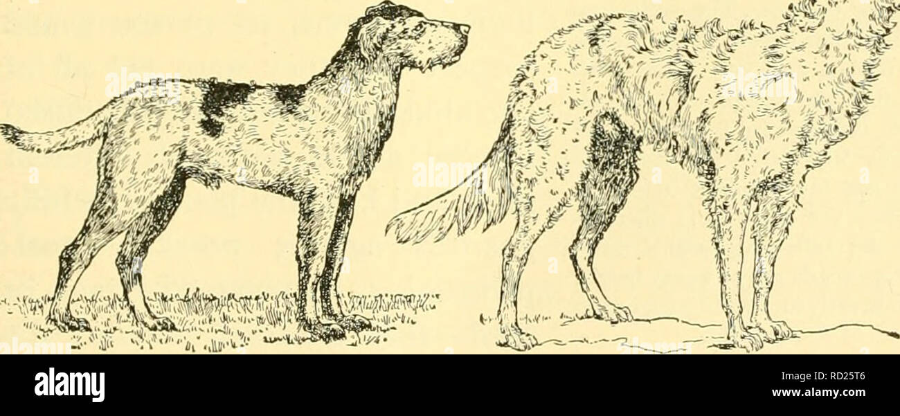 Ancient bred dog hi-res stock photography and images - Alamy