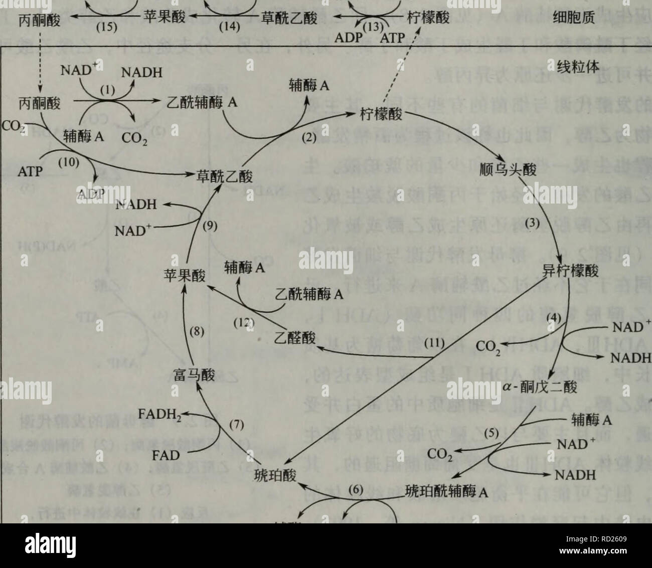 Tcaa hi-res stock photography and images - Alamy