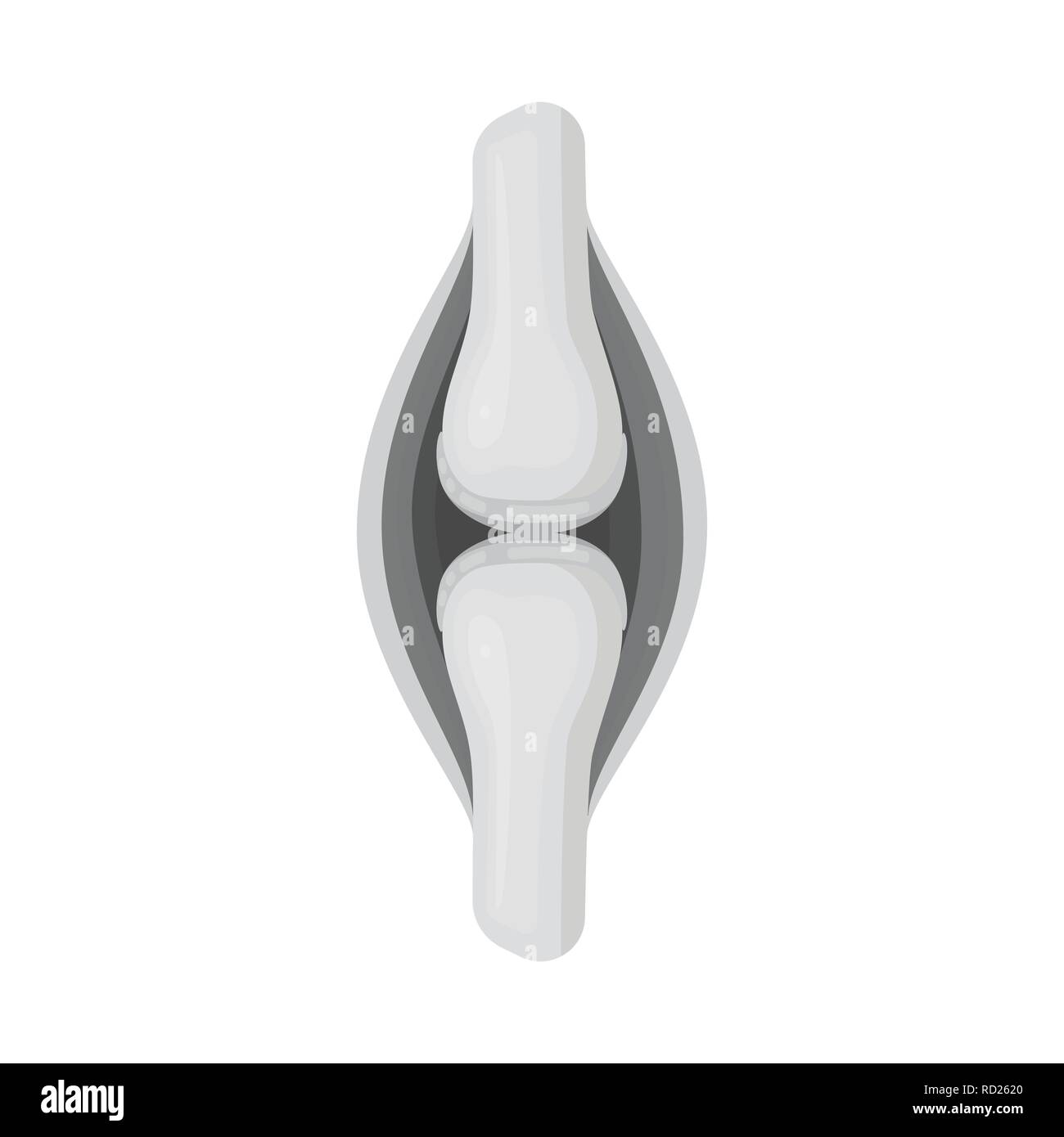 Bone tendon muscle marrow Stock Vector Images - Alamy