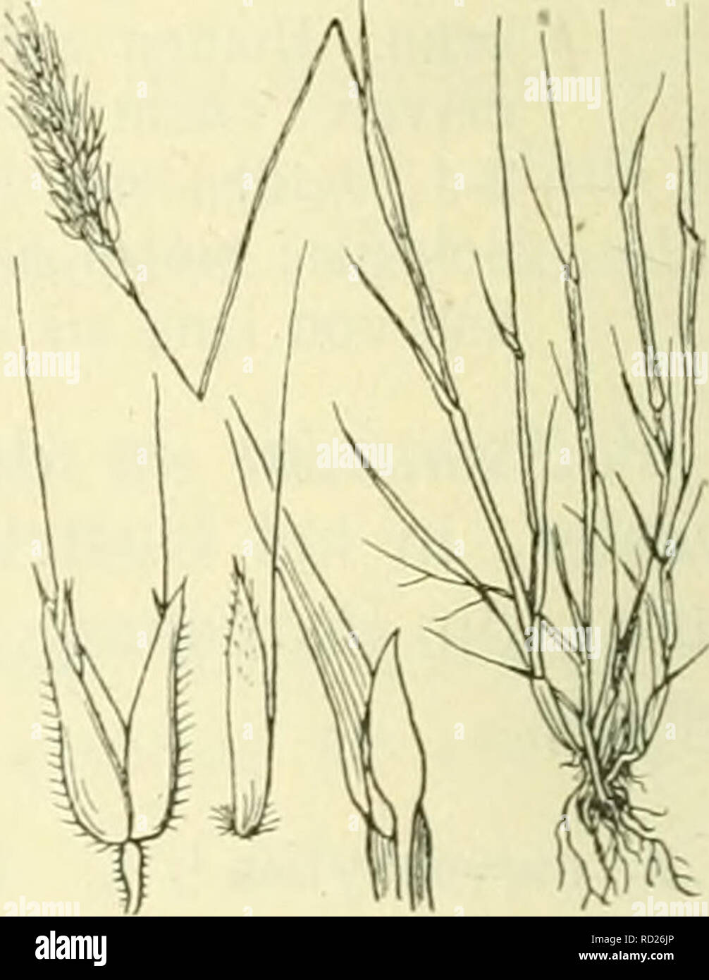 . De flora van Nederland. Plants. Aira caryophyllea p. multiculmis FiR ...