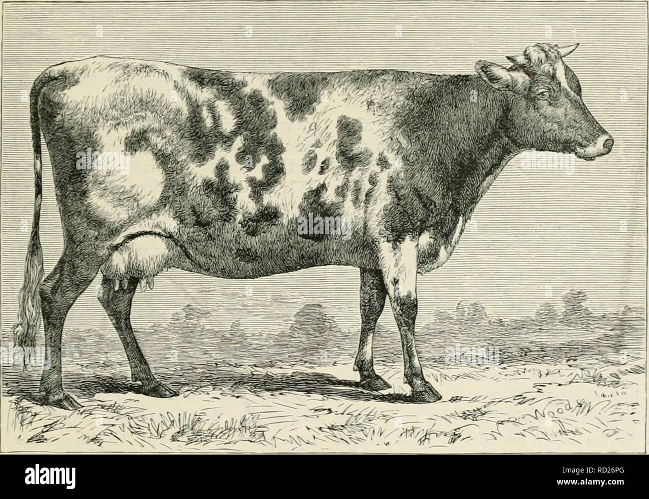 Milk the cow pro hi-res stock photography and images - Alamy